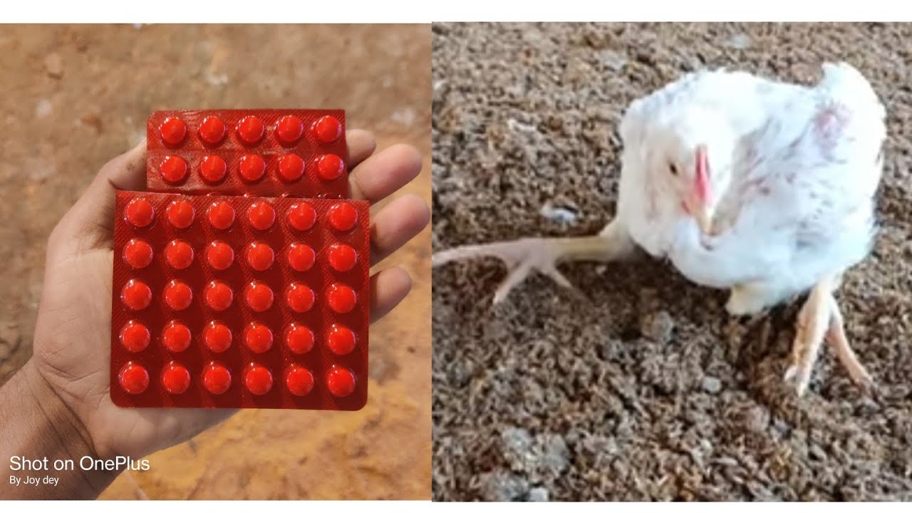poultry medicine/lame murgi medicine/murgi medicine/chicken medicine ...