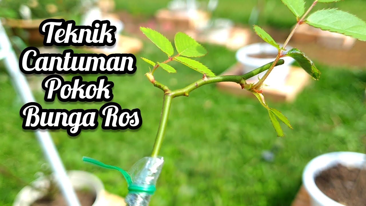 Teknik Cantuman Pokok Bunga Ros / Mawar Paling Mudah | Pelbagai Warna ...