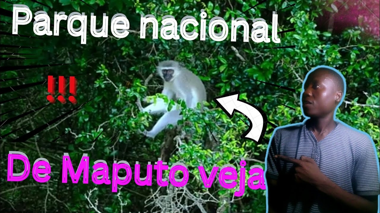 Conheça o Parque Nacional de Maputo (MOÇAMBIQUE)🇲🇿 - YouTube