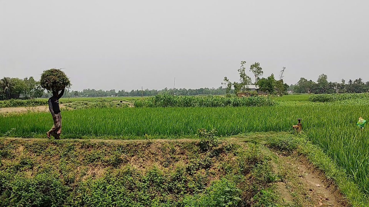 daily work routine of village life || simple village cooking | village ...