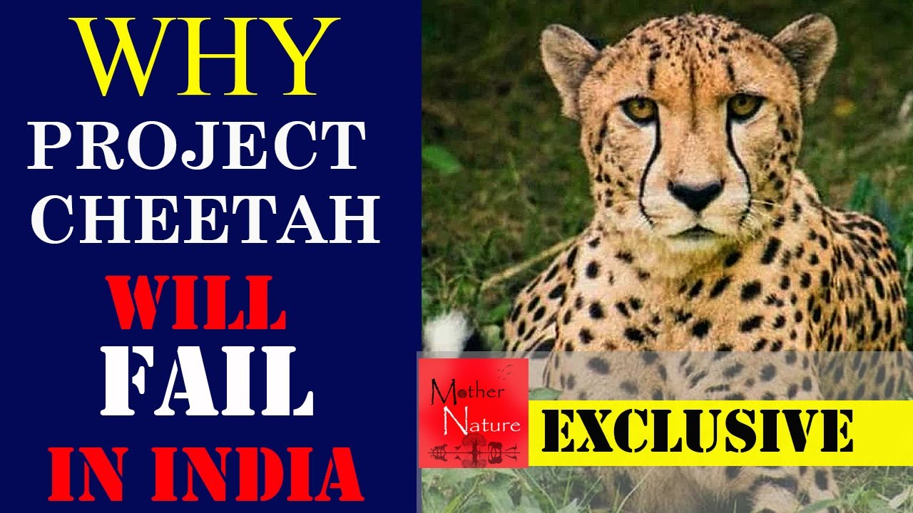 Why Project Cheetah Will FAIL In India |Explains Expert Ex Field ...