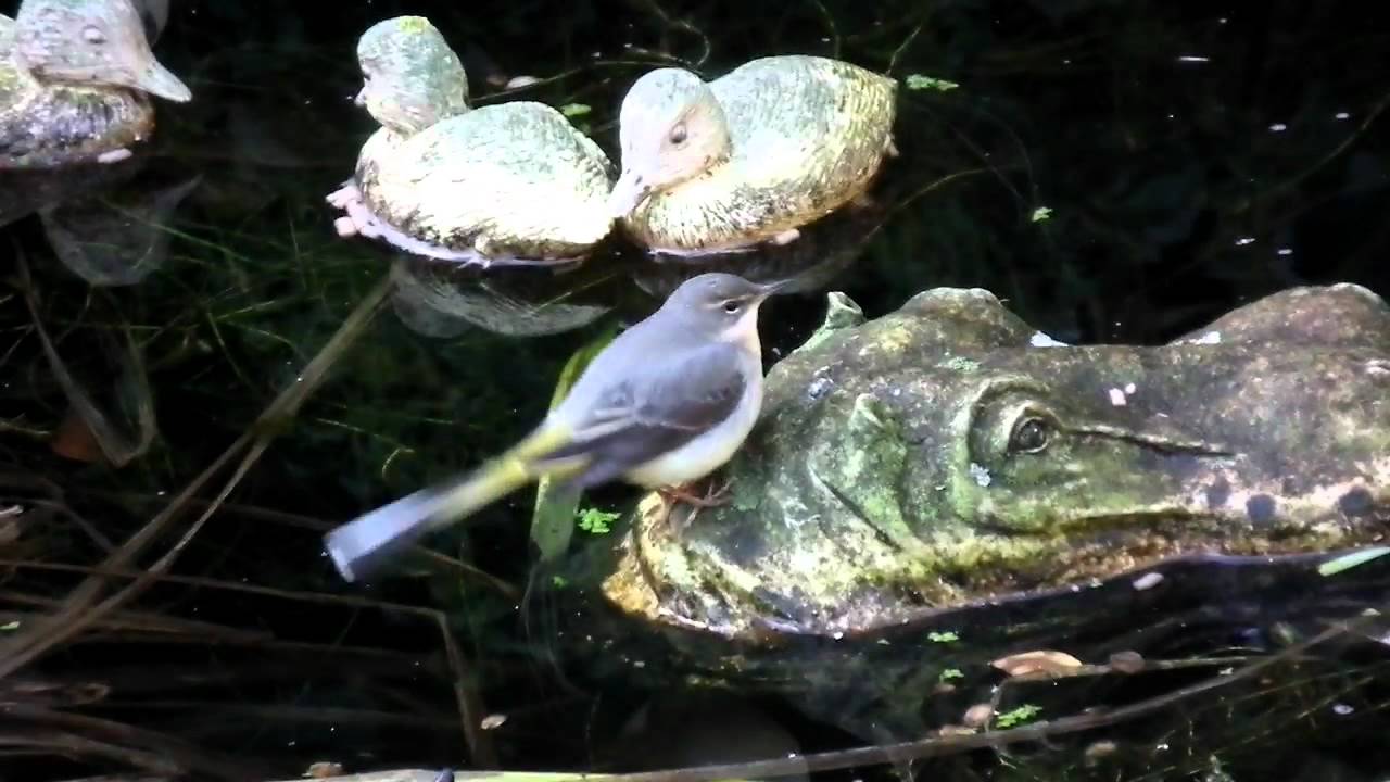 Grey Wagtail eating fish food - YouTube