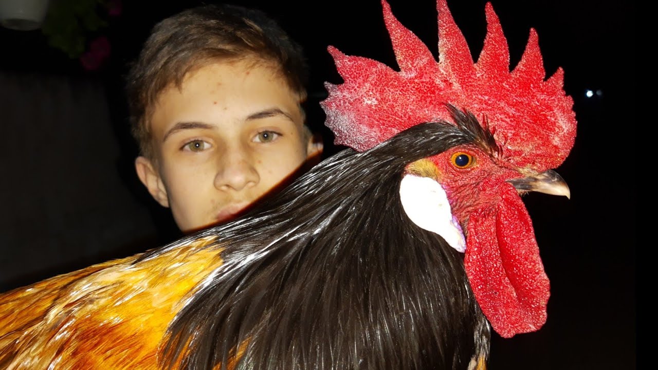 Vorwerk 🐔🐓🐔 ️ - YouTube