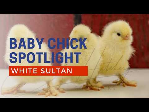 White Sultan Chicken Breed - Baby Chicks | Cackle Hatchery - YouTube