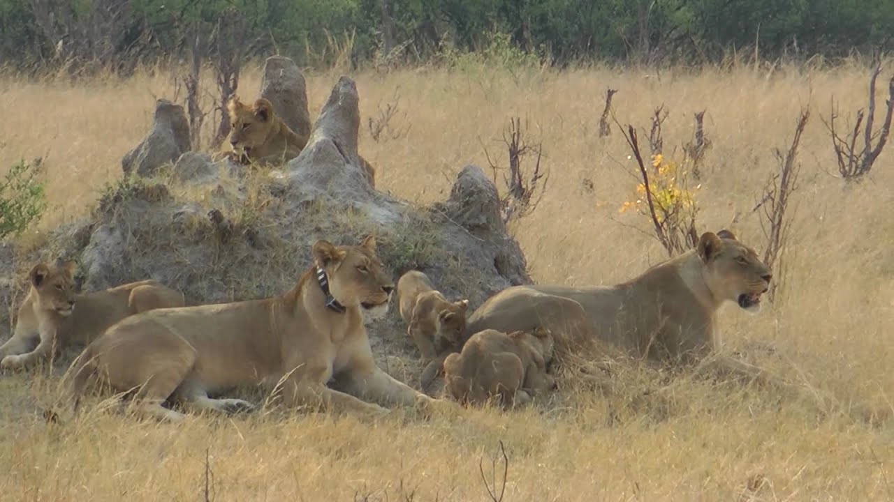 Lovely Baby Lions / Lion Cubs Nursing / Beauty and Beast ( HD ...