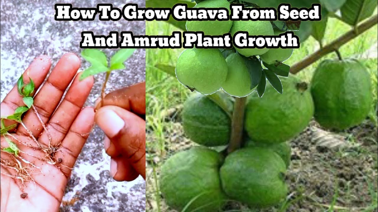 How to grow guava from seed and amrud plant growth #plants #gardening ...