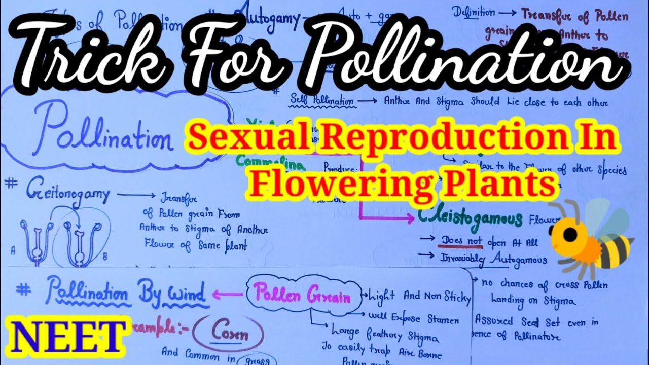 Pollination | Pollen Pistils Interaction | Ch 2 Biology Class 12th ...