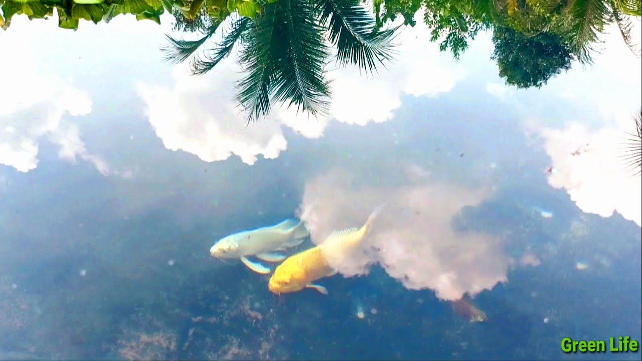 How to release fish and fingerlings into the pond - YouTube