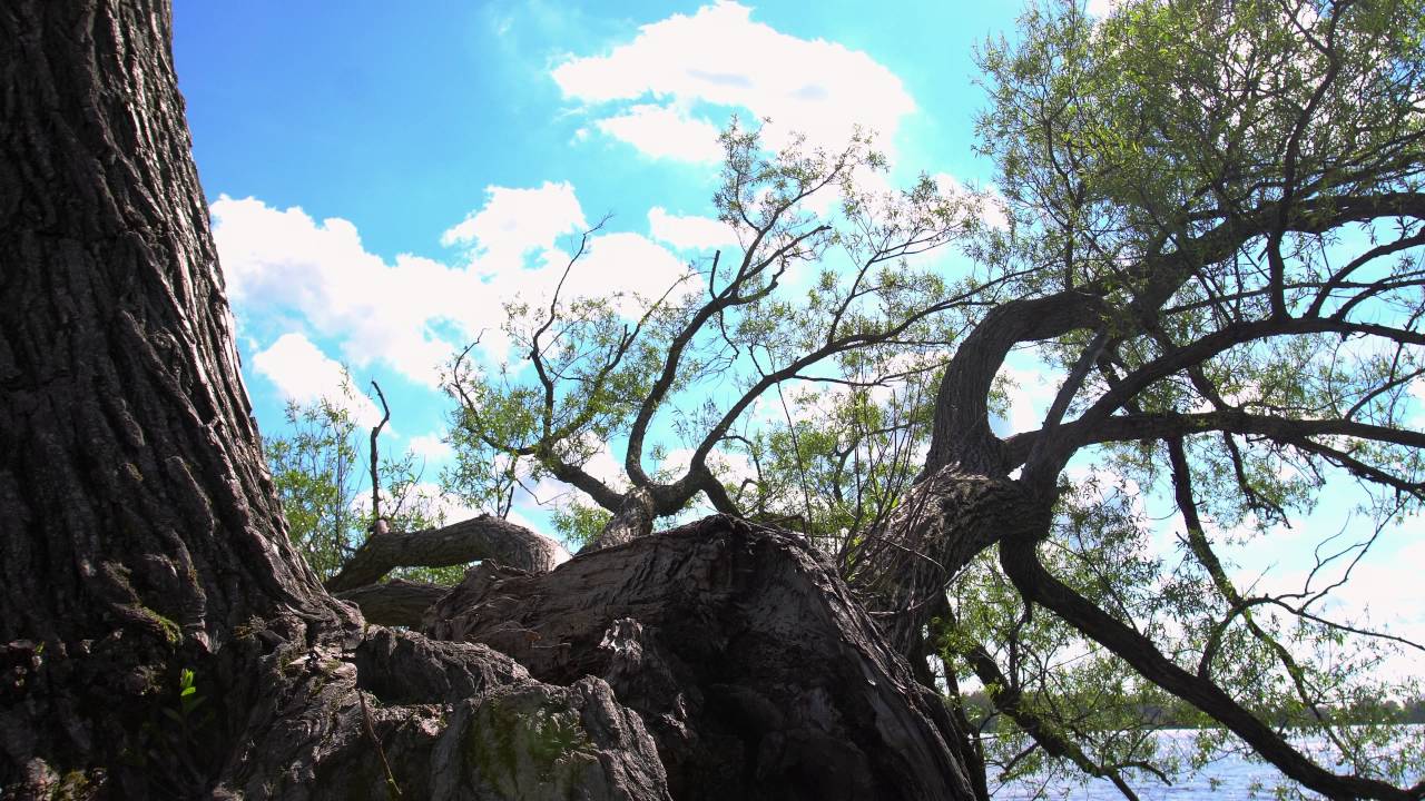 4K Sony Alpha A6300 samples - YouTube