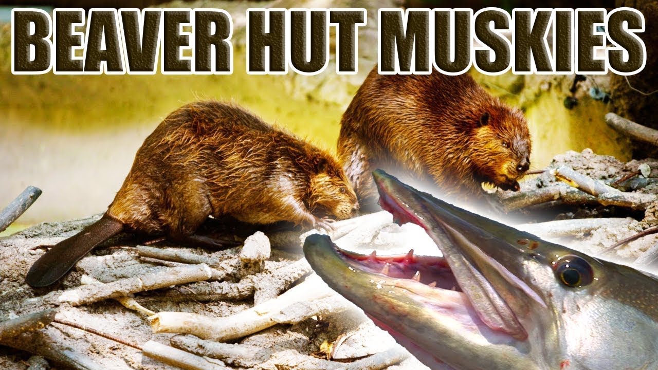 BEAVER HUT Muskies! - YouTube