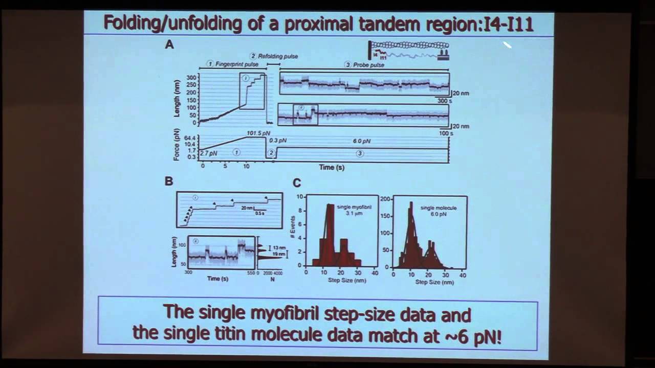Colloquium, April 23th, 2015 -- The Physics of Titin and Muscle ...