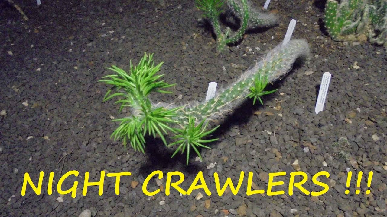 Night Crawling Cacti 🌵🌵🌵 - YouTube