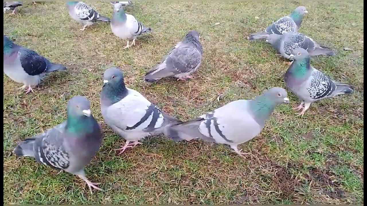 OMG very friendly pigeons//World's Unique Amazing Pigeon//PIGEON LOFT ...