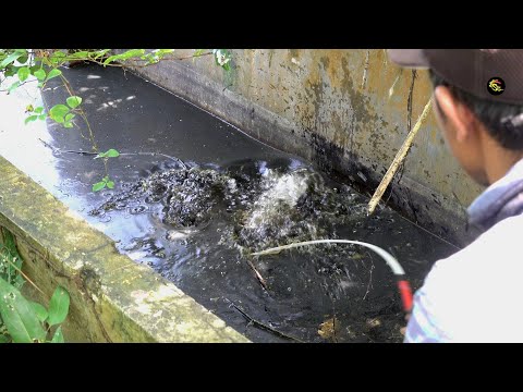 Sungguh keterlaluan ganasnya mancing ikan dispot ini #SG-435