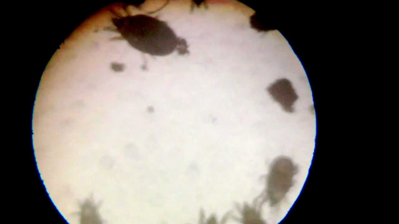 Würchwitzer Milbenkäse (mites-cheese) - YouTube