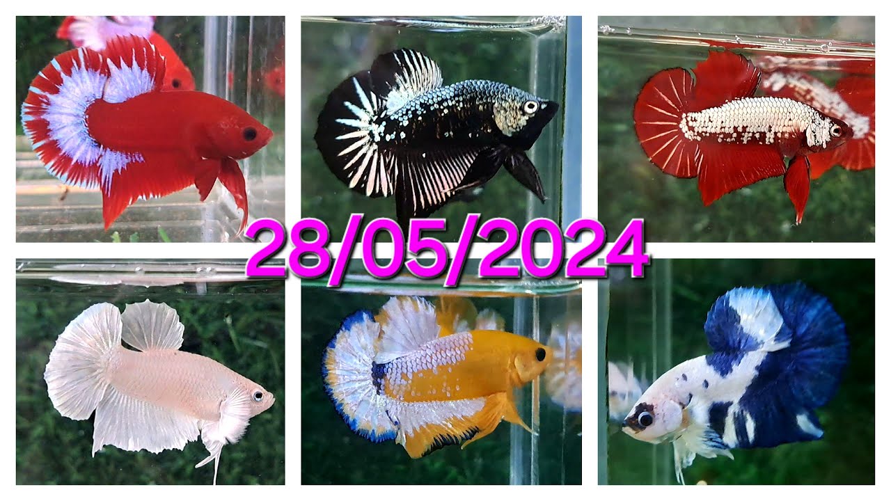 ĐỢT CÁ 28/05/2024, BETTA GIÁ RẺ: DUMBO, SAMURAI, MARBLE DOT, YELLOW FC ...