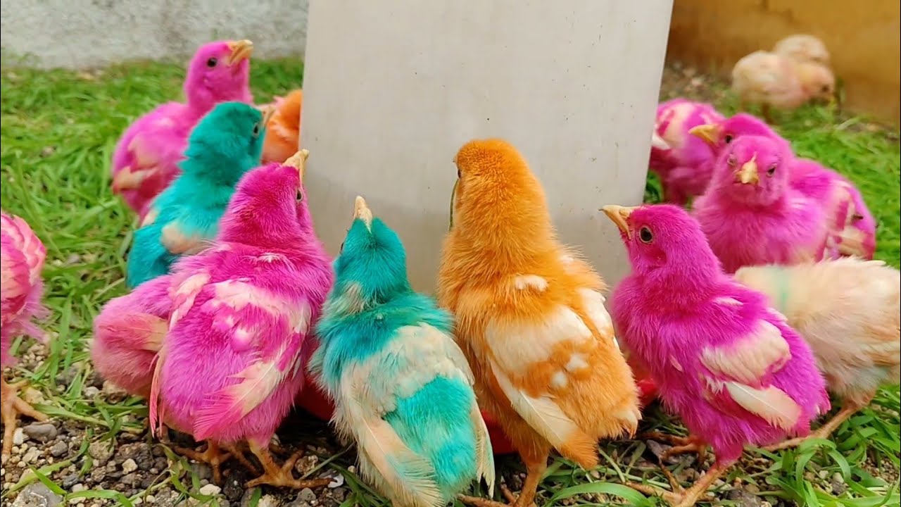 Colourful Chicks Video | Rainbow Chicks Video | My cute Chicks Video - YouTube
