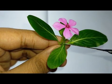 Dissection of Periwinkle Flower | Catharanthus roseus | botany ...
