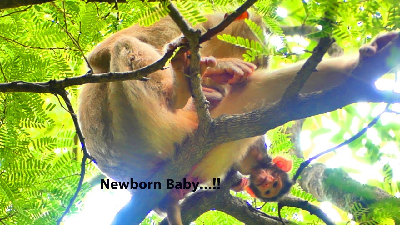 Very Pity ! Poor Newborn baby almost falling down from the tree - when ...