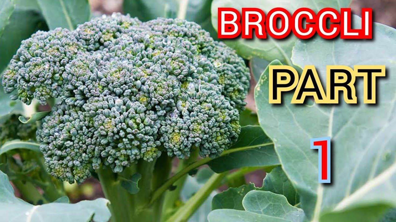 How to grow Broccli🥦 at home | Fast and Best Method | Part 1 | Seeds to ...