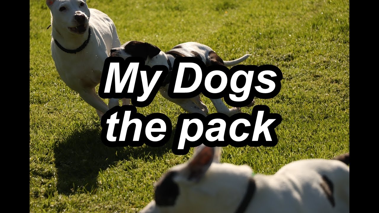 My Dogs, The Pack - YouTube