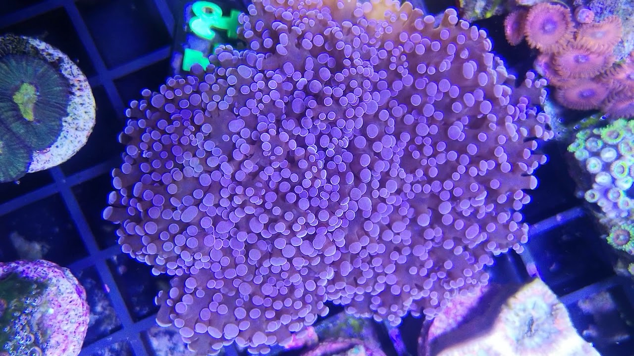 Wall frogspawn - YouTube