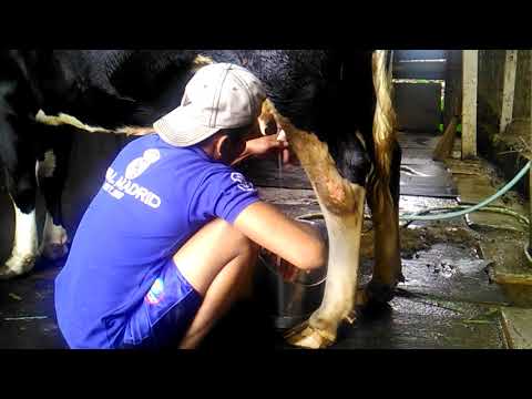 memerah susu sapi segar