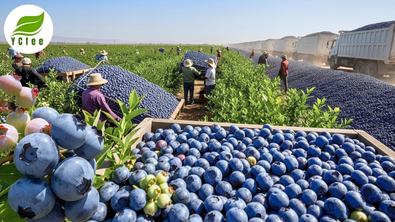 See How Billions of Blueberries Are Harvested 💥 Inside Canada's Billion ...