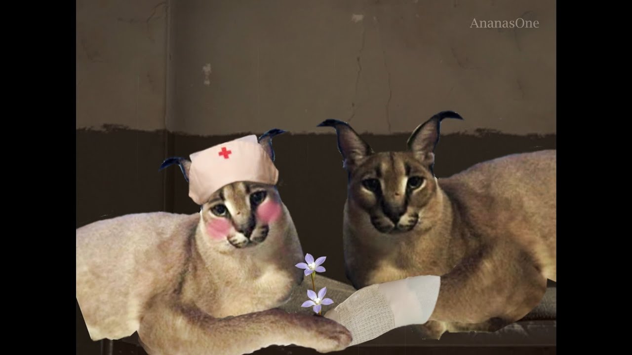 New Zealand Floppa | WWI animation - YouTube