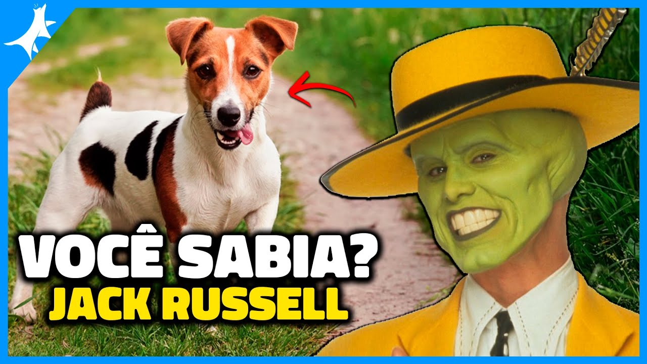 5 Curiosidades Do Jack Russell Terrier - Cachorro Do Máscara. - YouTube