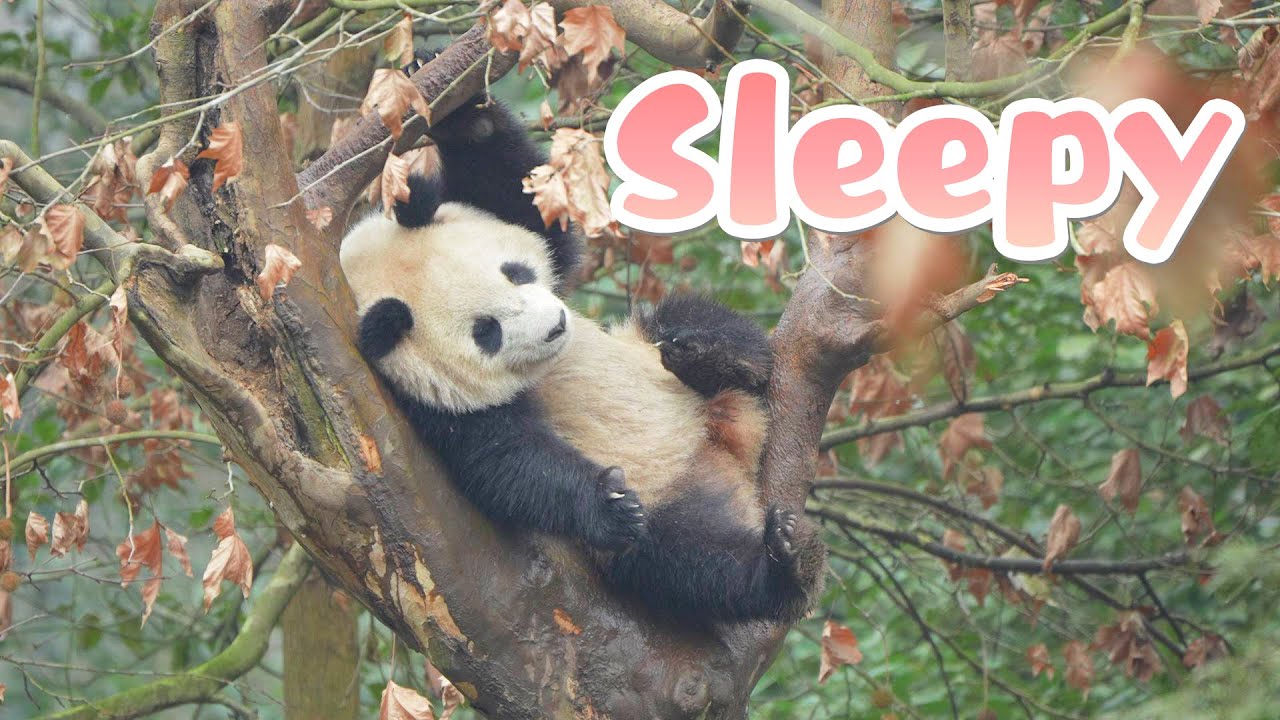 Panda Cannot Wake Up In The Early Morning | iPanda - YouTube