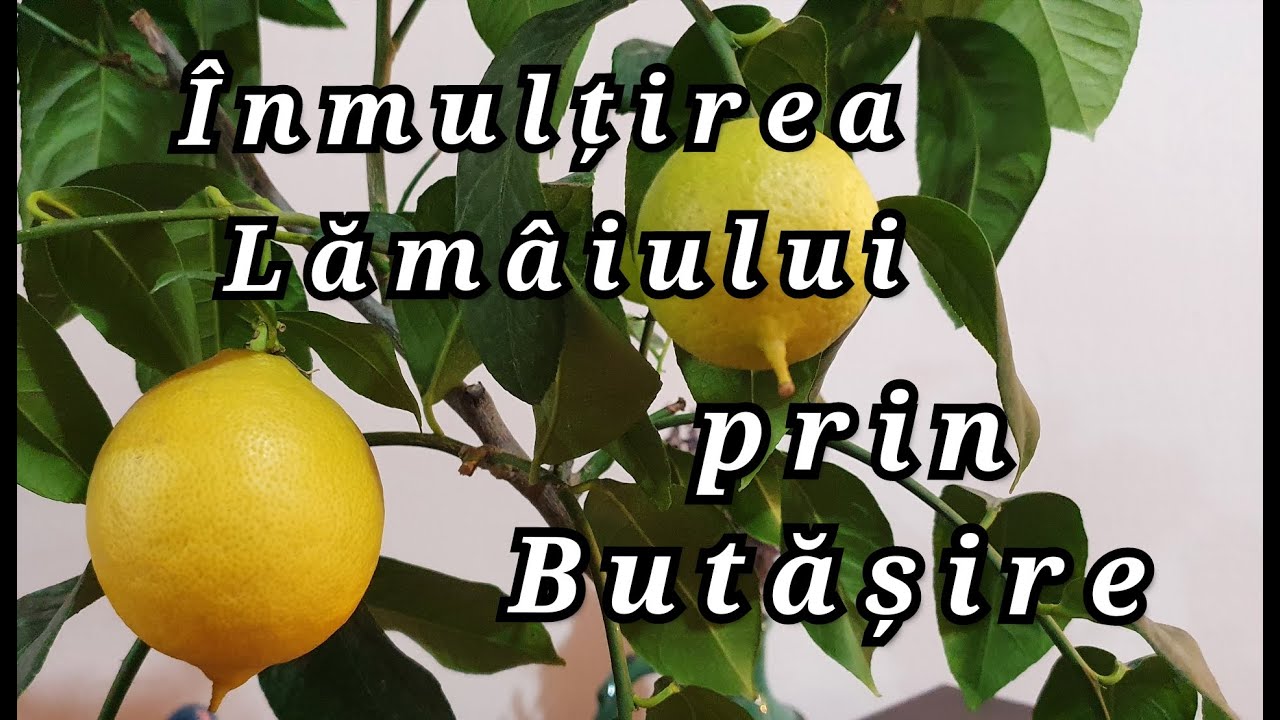 Inmultirea lamaiului prin butasire ! - YouTube