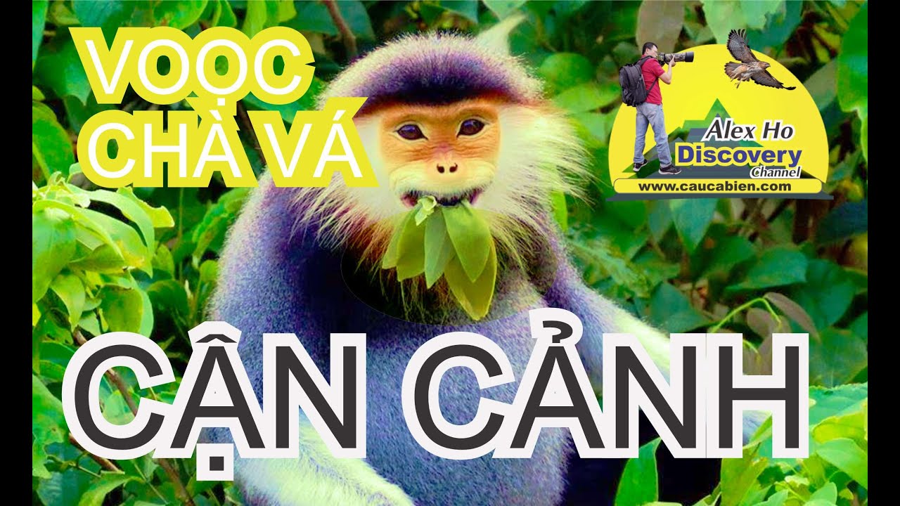 QUAY CẬN CẢNH XEM CON VỌOC CHÀ VÁ CHÂN NÂU ĂN "BÁNH TRÁNG" - YouTube