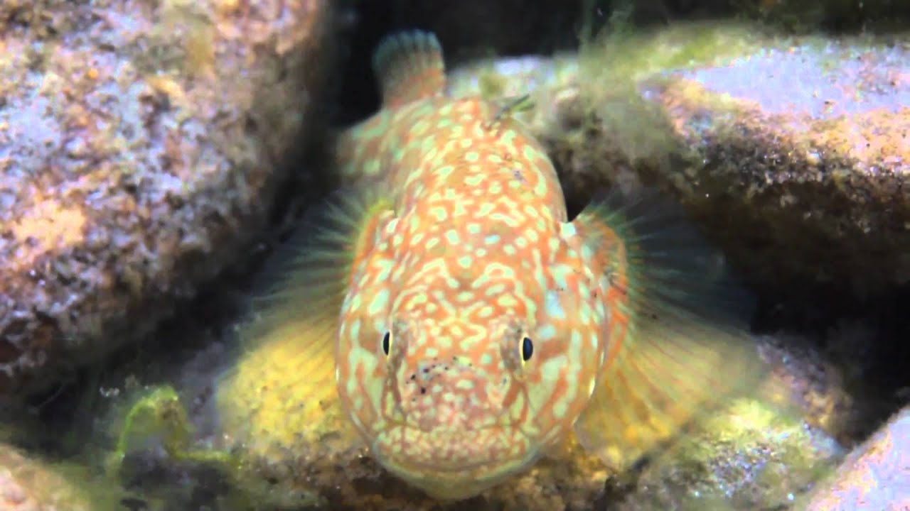 ヌマチチブ ? short-spined ?Japanese trident goby - YouTube