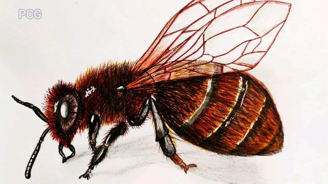 How to draw realistic Honey Bee? | How to draw honey bee step by step ...