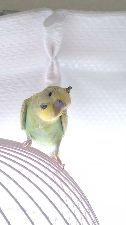 が～まるちょばになった ぐり🤣セキセイインコ 成長記録 が～まるちょば みんこまんじゅう 水浴び 男前 Ga~maruchoba Youtube