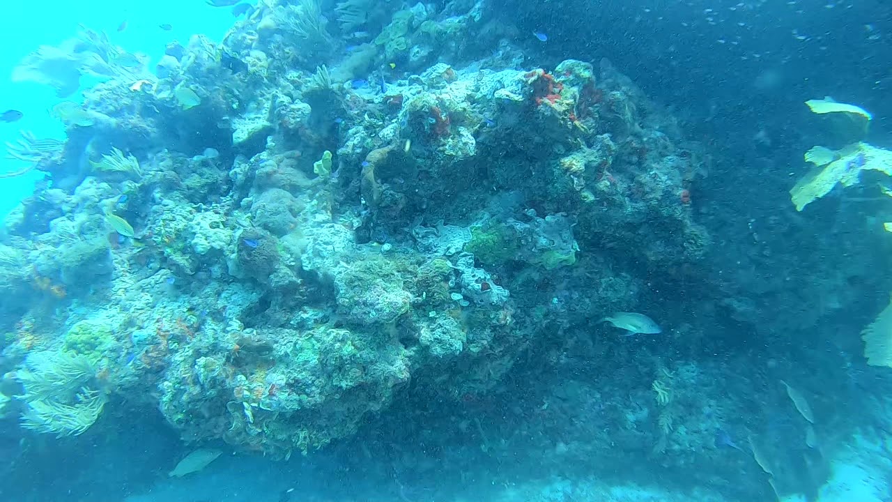 Buceo en Cancun 2019 arrecife mesoamericano y museo de arte acuatico ...