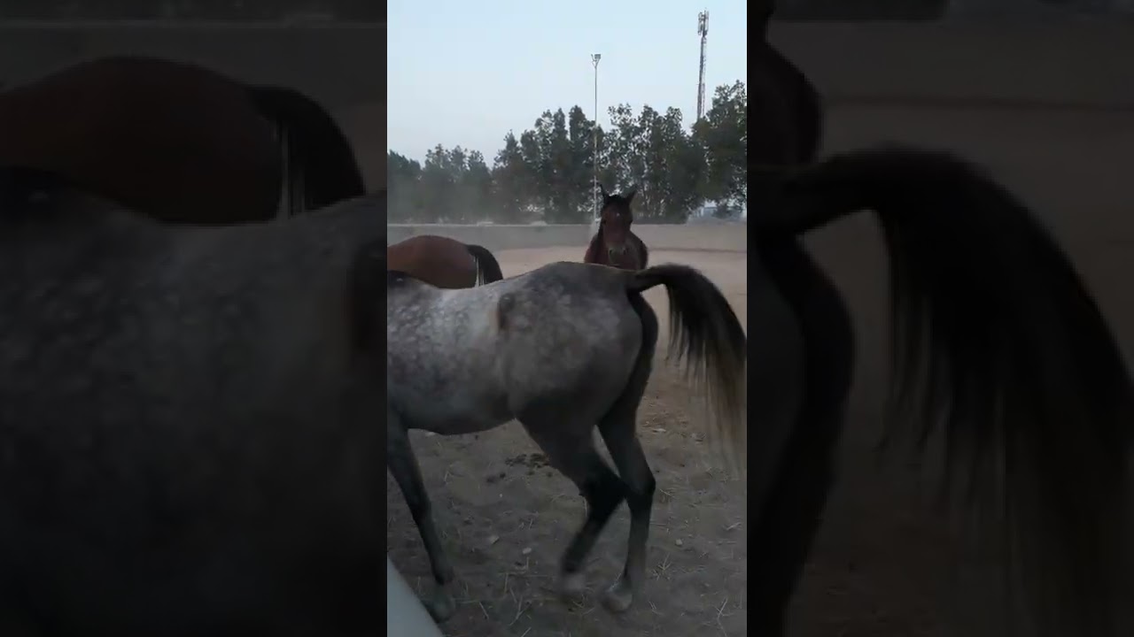 horse Gora video ঘোড়ার ভিডিও - YouTube