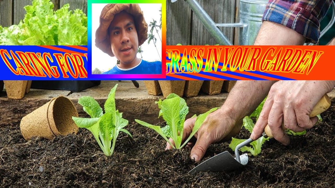 POOR FAMMER - CARING FOR EUROPEAN GRASS IN YOUR GARDEN - YouTube