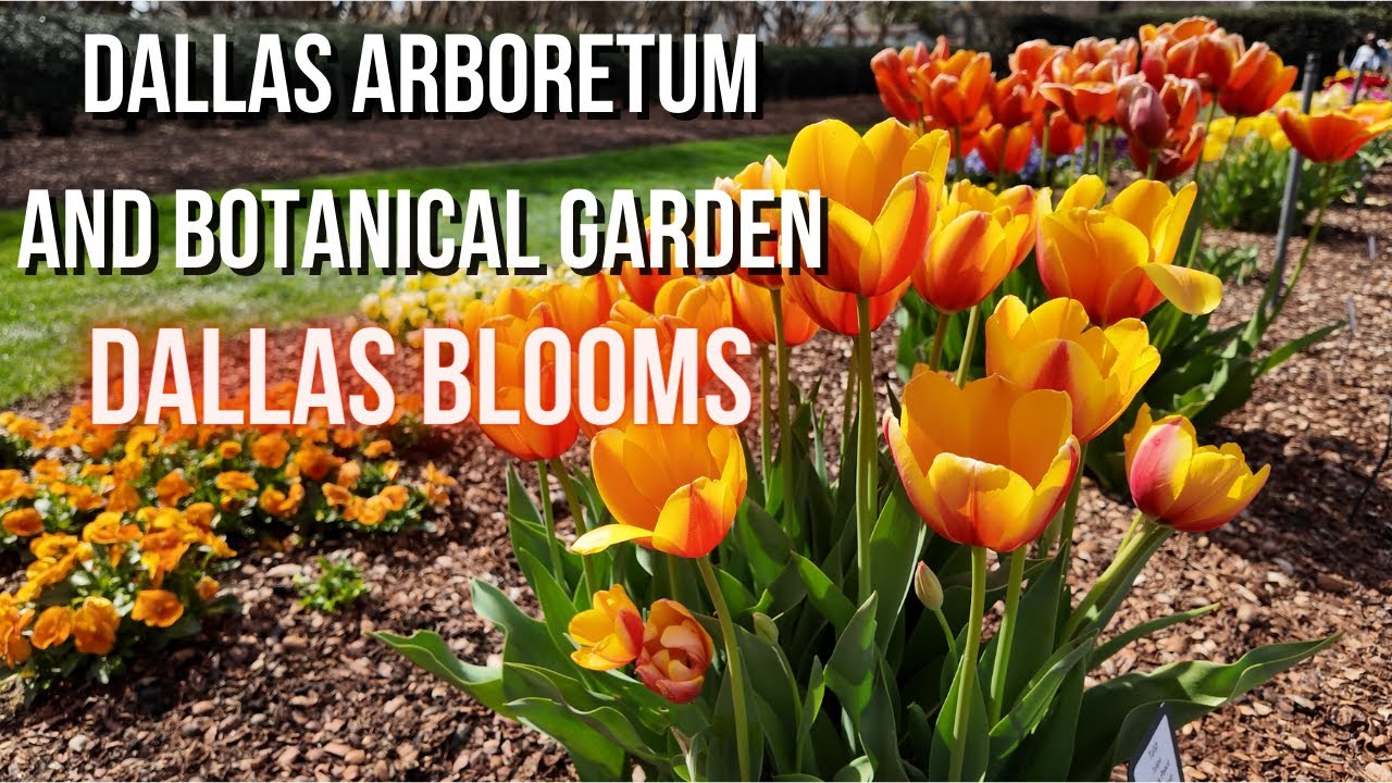 DALLAS BLOOMS: Dallas Arboretum and Botanical Garden - YouTube