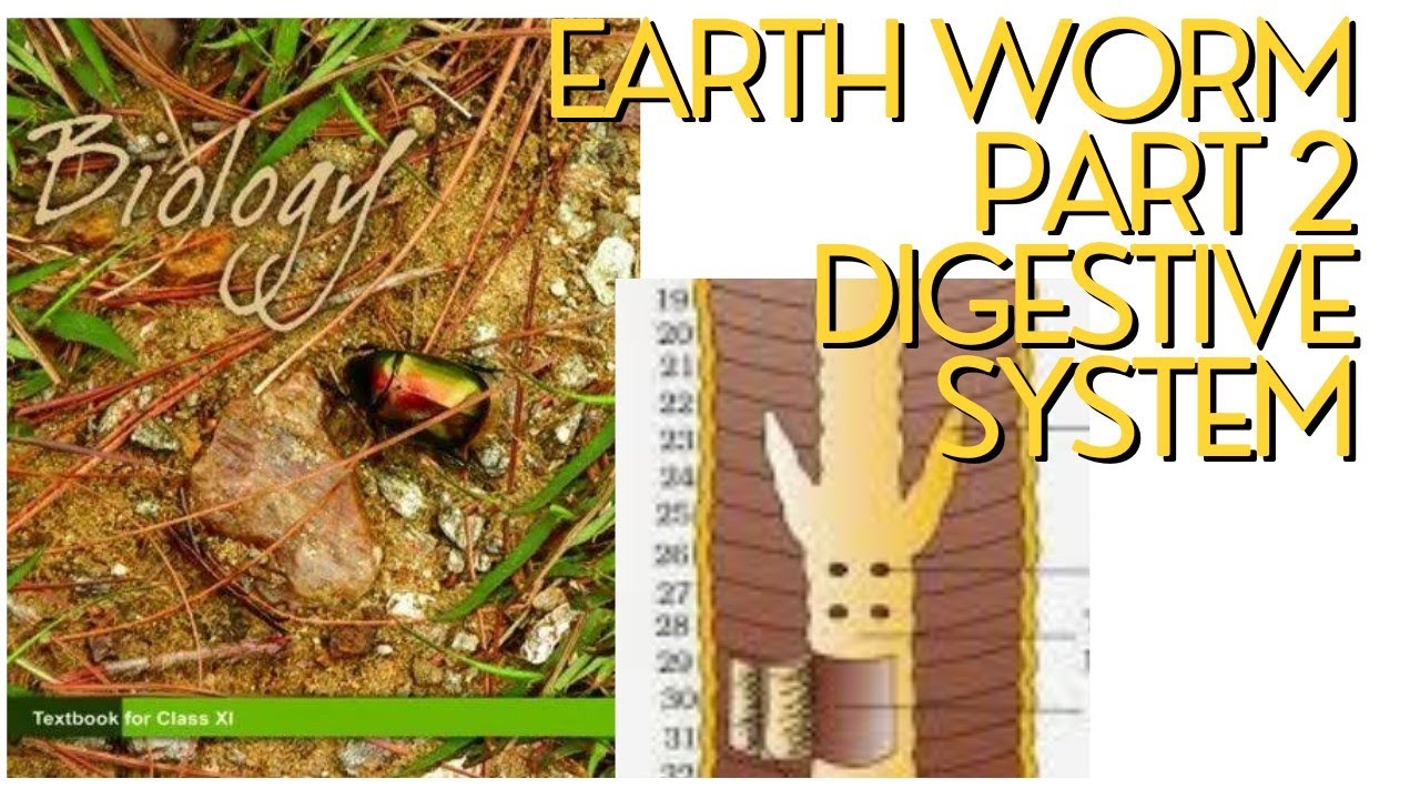 NCERT CLASS 11 ANATOMY OF EARTH WORM - YouTube