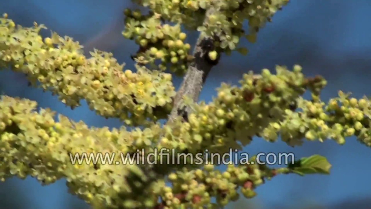 Amla or Aonla flowers in South India - YouTube