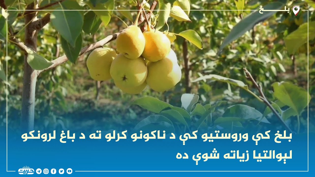 بلخ کې سږ کال د ناکو حاصلات ډېر شوي Youtube