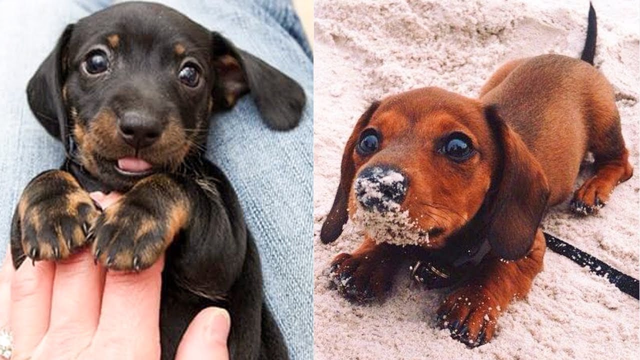 🐶Cute Puppies Doing Funny Things 2021🐶 #2 Cutest Dogs - YouTube