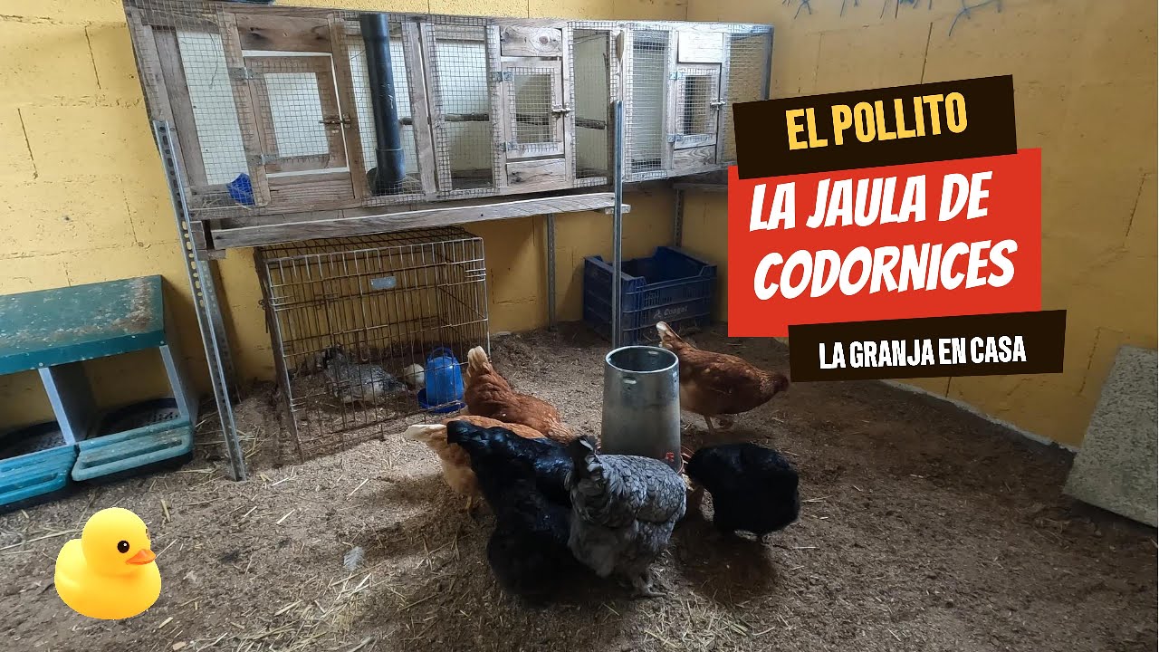 Como crece el pollito y la Restauración de una Jaula de Codornices 🐣 ...