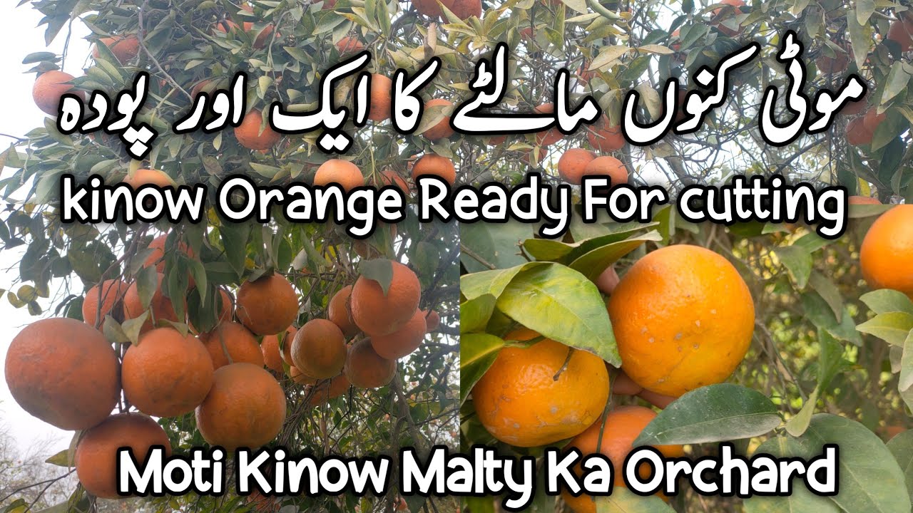 Pakistani orange plant| Beautiful Kinow Orange Orchard| Moti Kinow ...