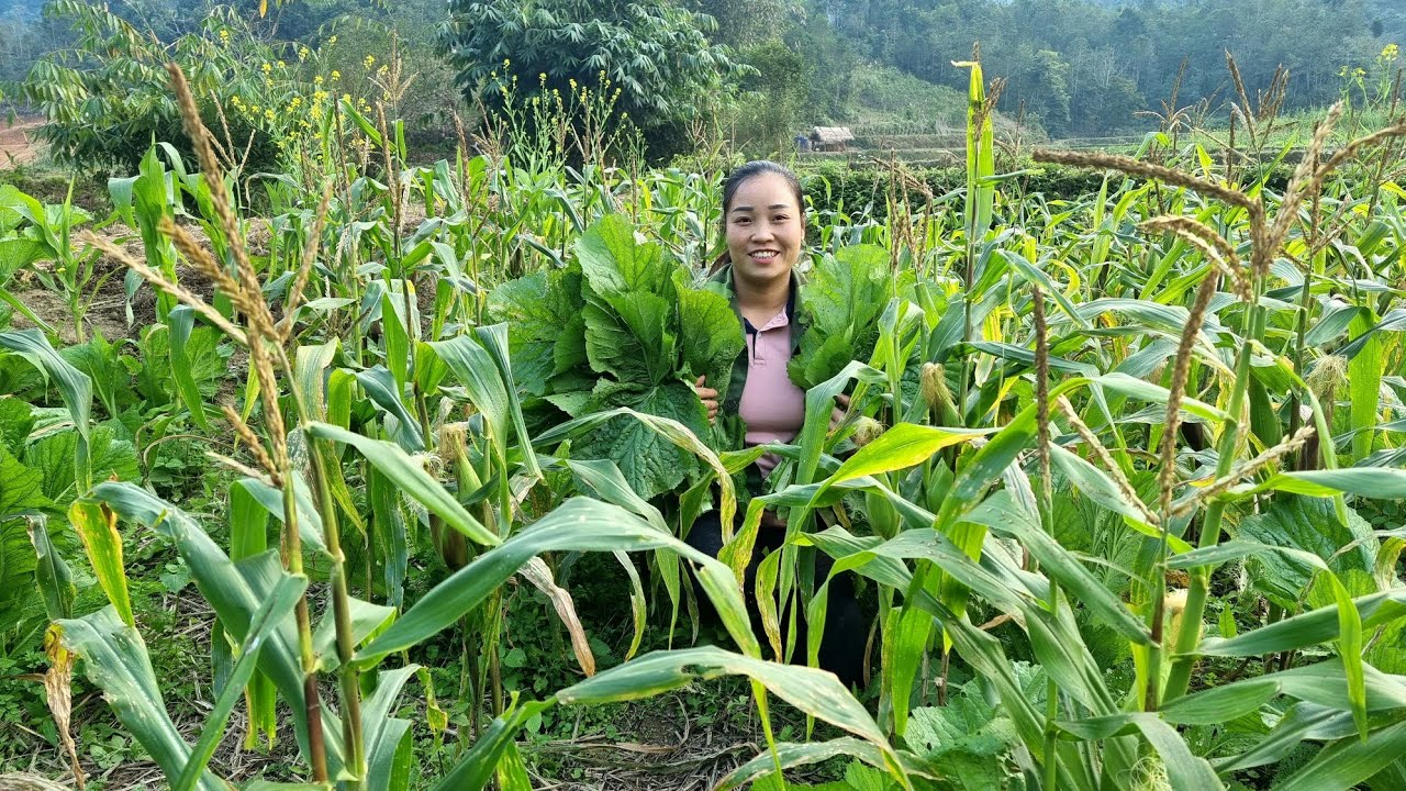 Luu harvests green vegetables in the organic garden and sells them for ...