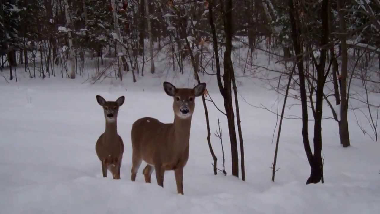 Deer - Muskoka Ontario - YouTube