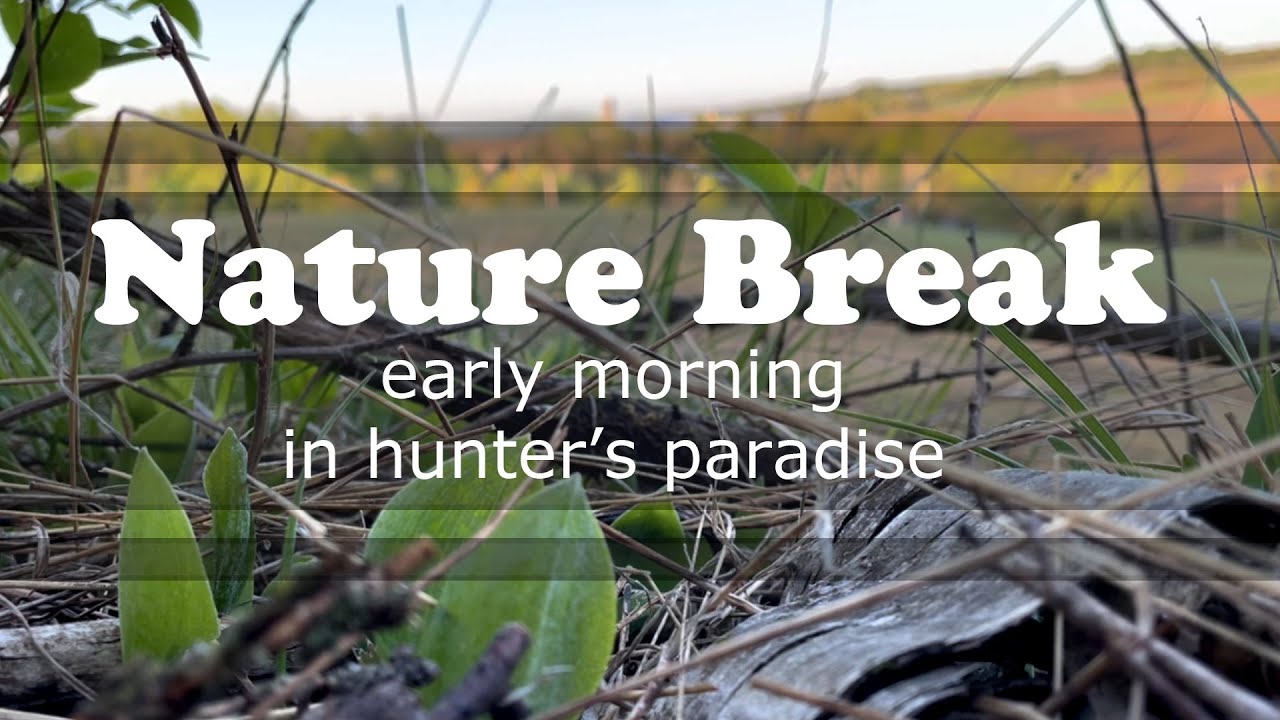 Nature Break (ambient sounds) : early morning in hunter's paradise ...