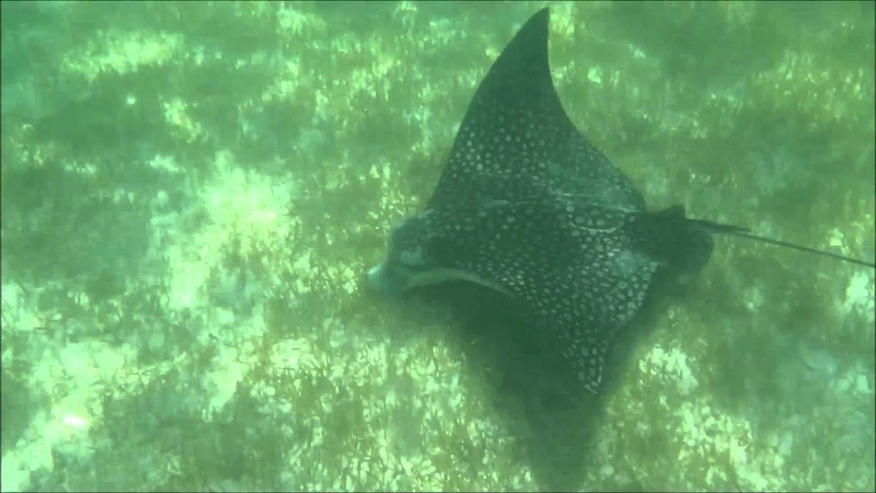Spotted Eagle Ray Feeding - YouTube